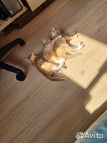 Котята отдам