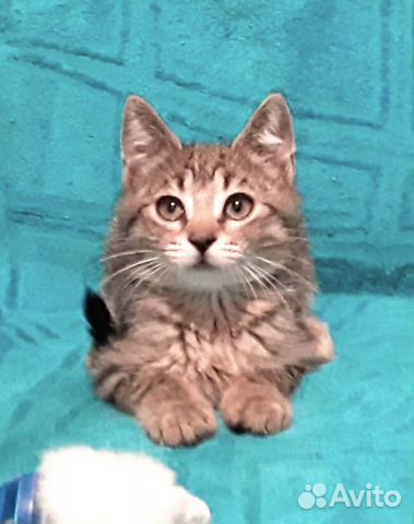 Котята Пуховые Рысята в дар в добрые руки