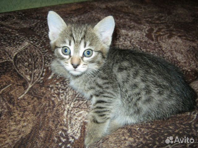 Подарю замечательного котенка