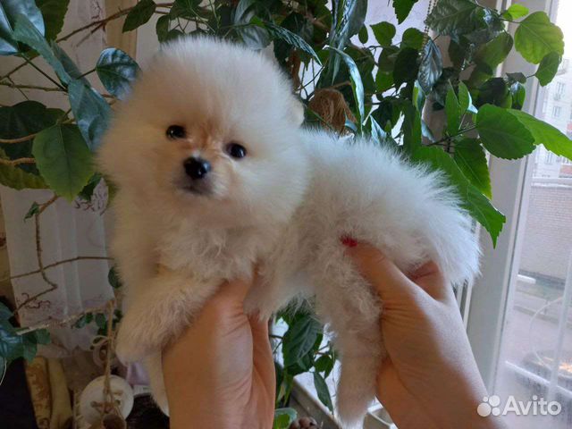 Померанский шпиц