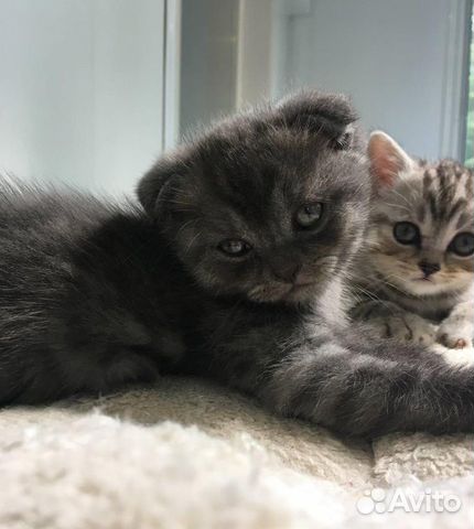 Шотландские вислоухие котята
