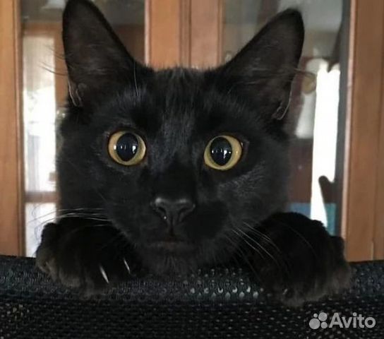 Роскошный черный котик 1,5 лет