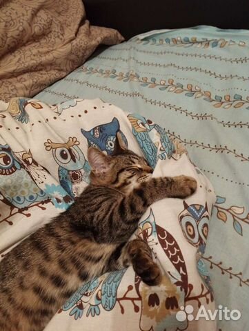 Кошка в дар бесплатно