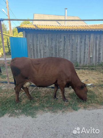 Корова дойная