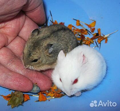 Малыши хомячки кэмпбелла