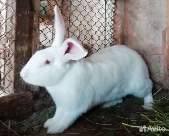 Калифорнийские кролики