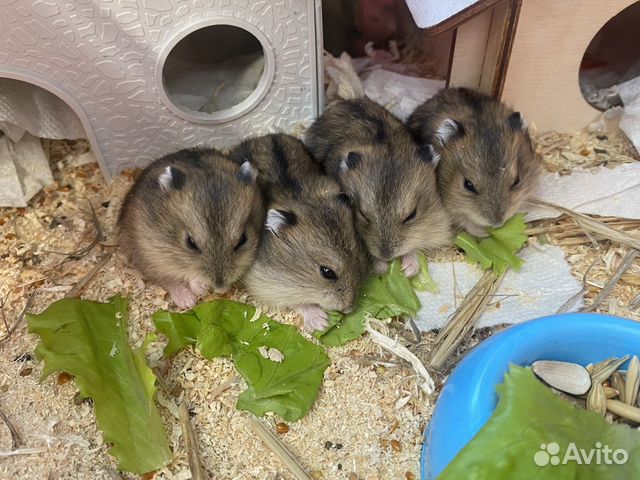 Джунгарские хомячки