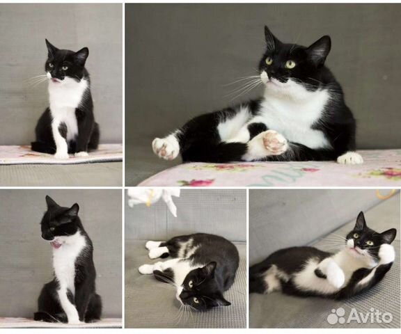 Кошка ищет дом