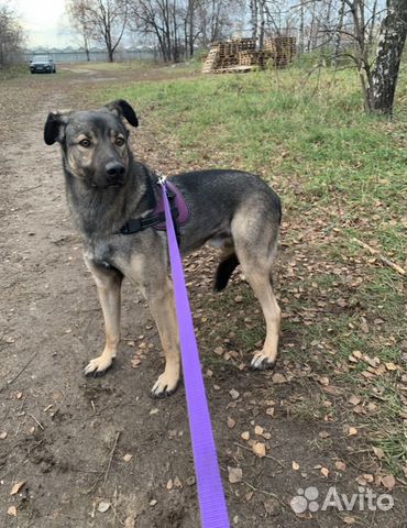 Собака Бураша в добрые руки