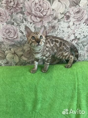 Бенгальские котята