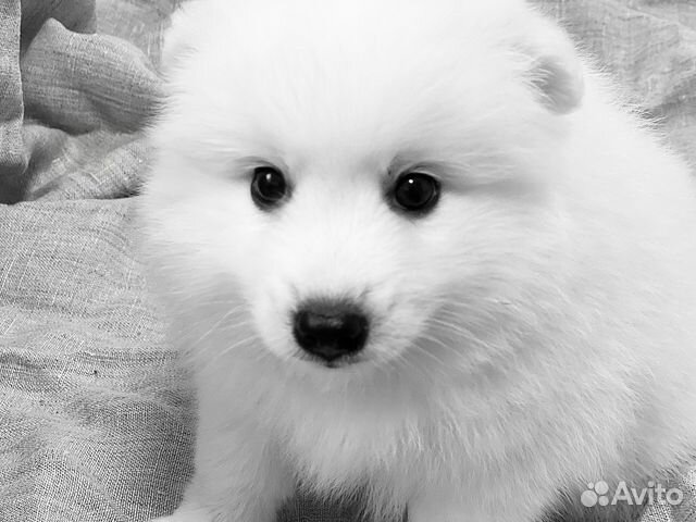 Японский шпиц щенки