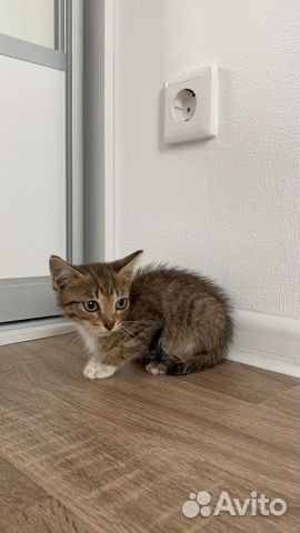 Котята ищат дом