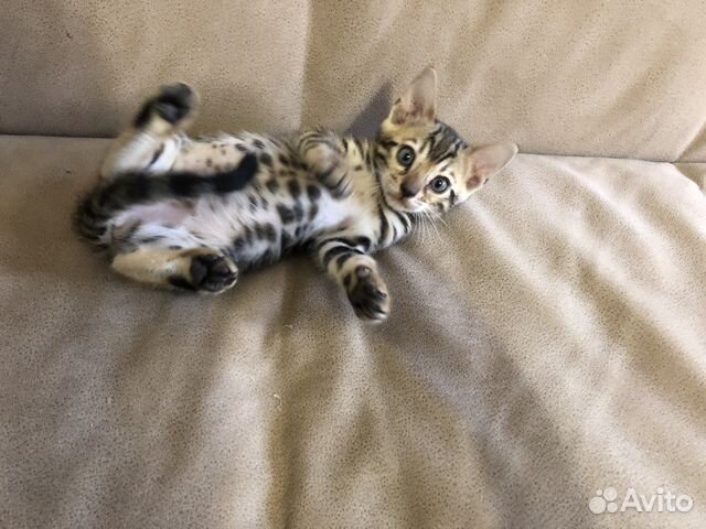 Бенгальская