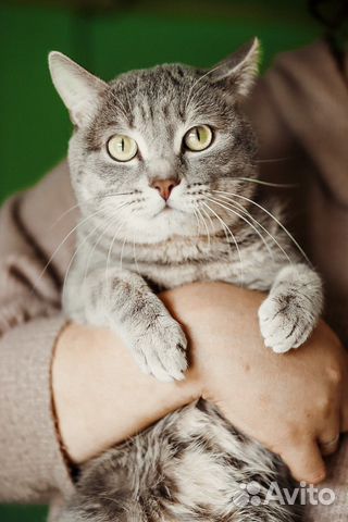 Кот