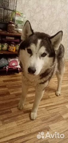 Сибирский хаски бесплатно