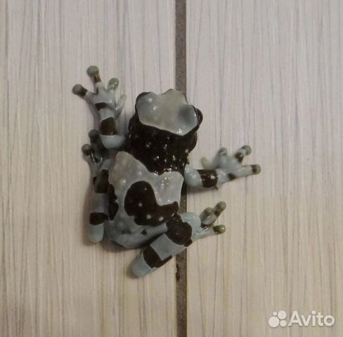 Жабовидная лягушка