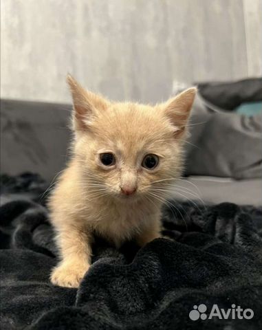 Кошка котенок