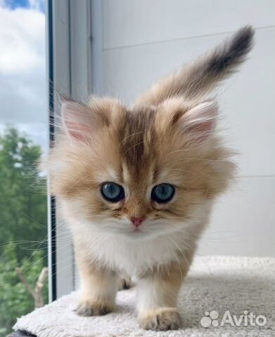 Британская золотая длинношерстная шиншилла