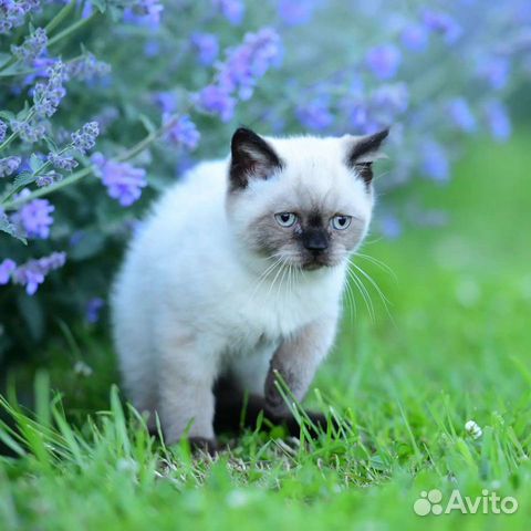 Котёнок, кот учёный