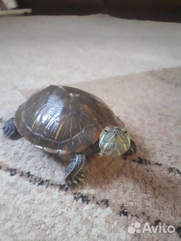 Красноухая черепаха с аквариумом