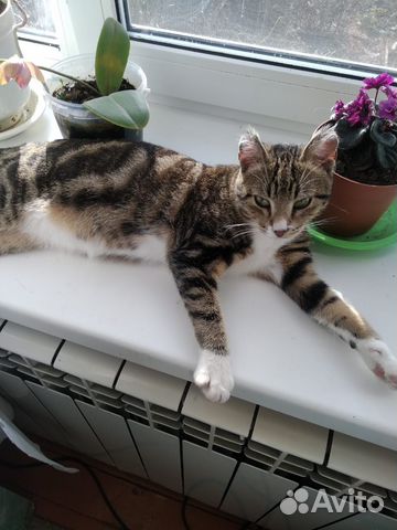 Котик молодой