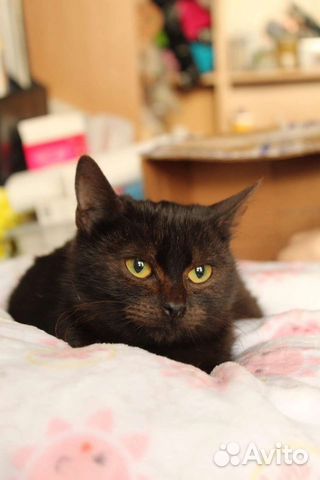 Котенок Хлоя в добрые руки