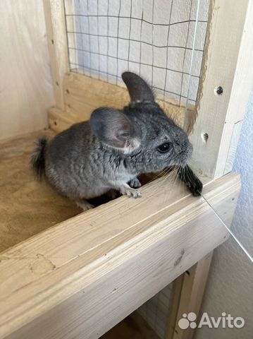 Шиншилла шиншилленок