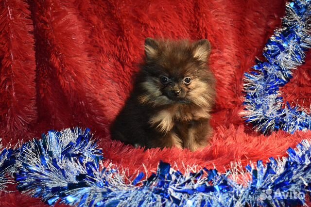 Шпиц супер мини куколка