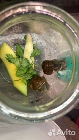 Виноградные улитки 2 шт