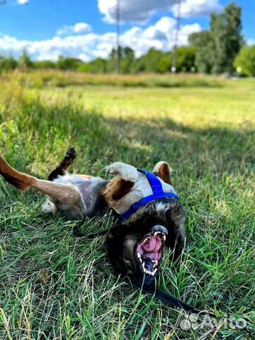 Собака Перчик ищет дом