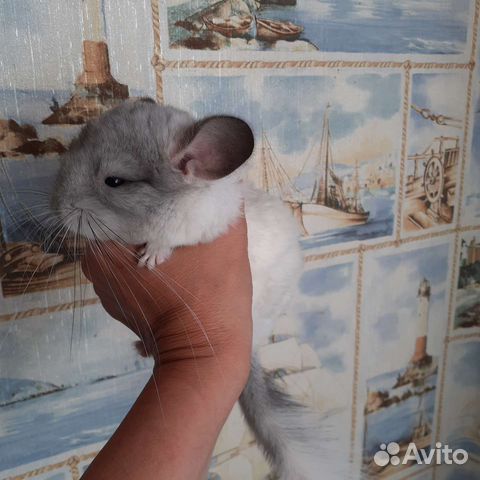 Шиншилленок белый бархат