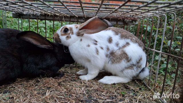 Кролики мясных пород