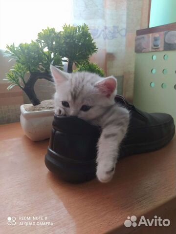 Шотландские котята