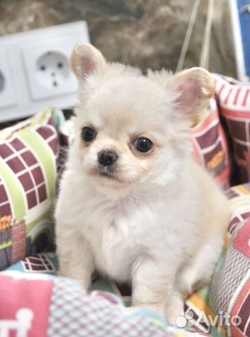Щенки чихуахуа большой выбор цены разные
