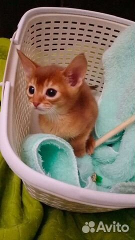 Абиссинские котята