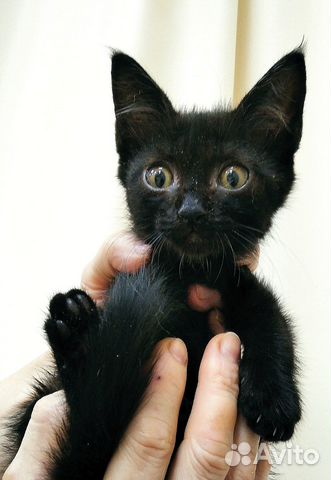 Черный котенок, Ростов, Советский район