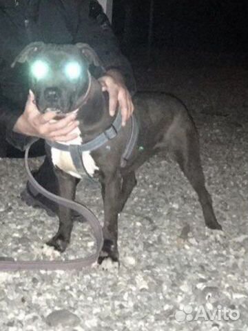 Сука кровей Rino ROM-Nika ROM