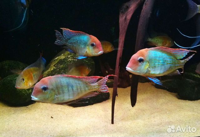 Геофагус красноголовый Тападжос, Red head tapajos
