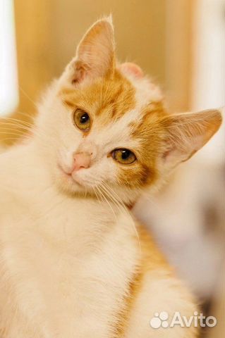 Солнечный лучик котенок Алекс