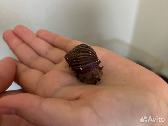 Улитка ахатина 3 месяца