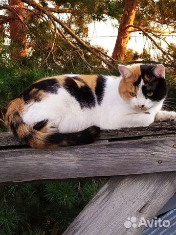 Трëхцветная киса