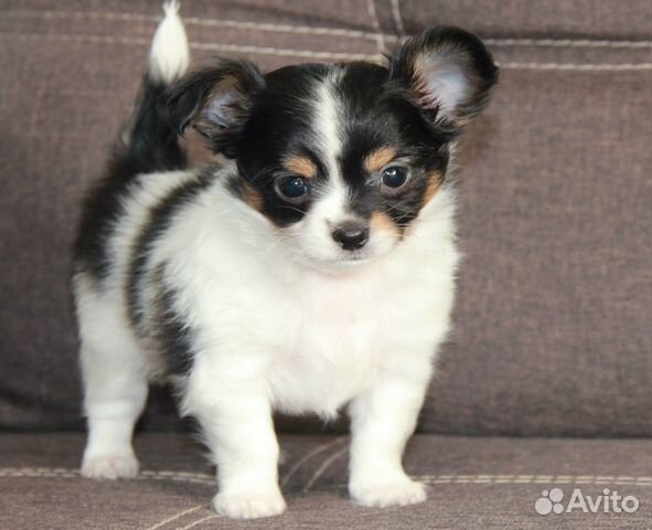 Очаровательные чихуа-хуашки