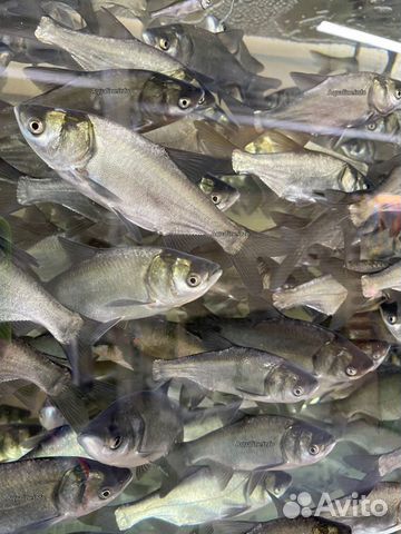 Толстолобик - рыба «фильтр» для Вашего пруда