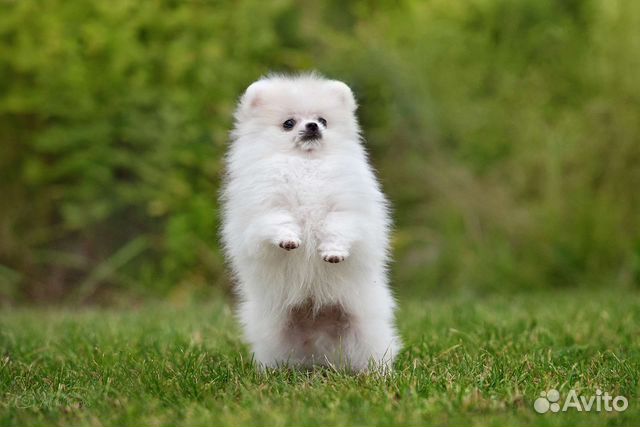 Померанский шпиц мини, мальчик, 2,5 мес