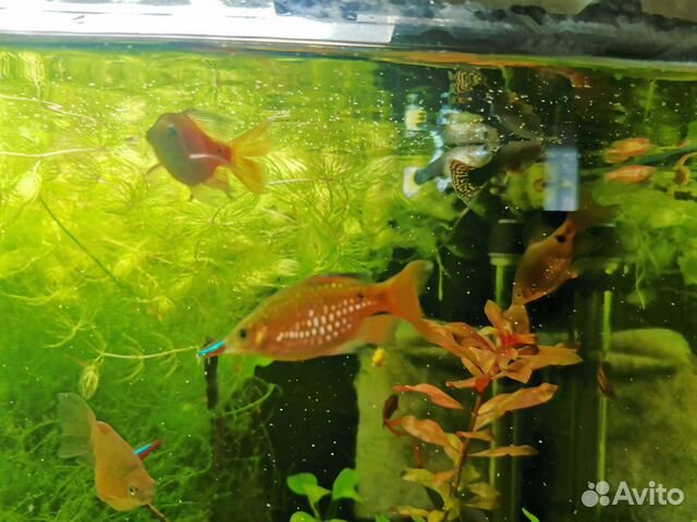 Барбус огненный