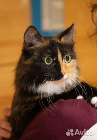 Ласковая Бусинка в добрые руки