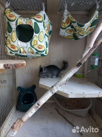 Шиншилла щенок с витриной и аксессуарами