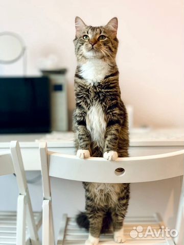 Кот интеллигент