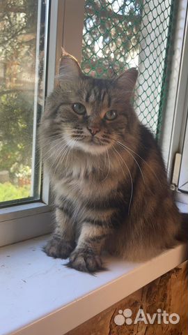 Пушистая кошка Кира ищет дом