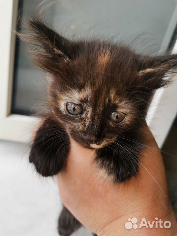 Трехцветная кошечка бесплатно